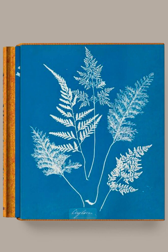 Anna Atkins. Cyanotypes - The Whisper Gallery